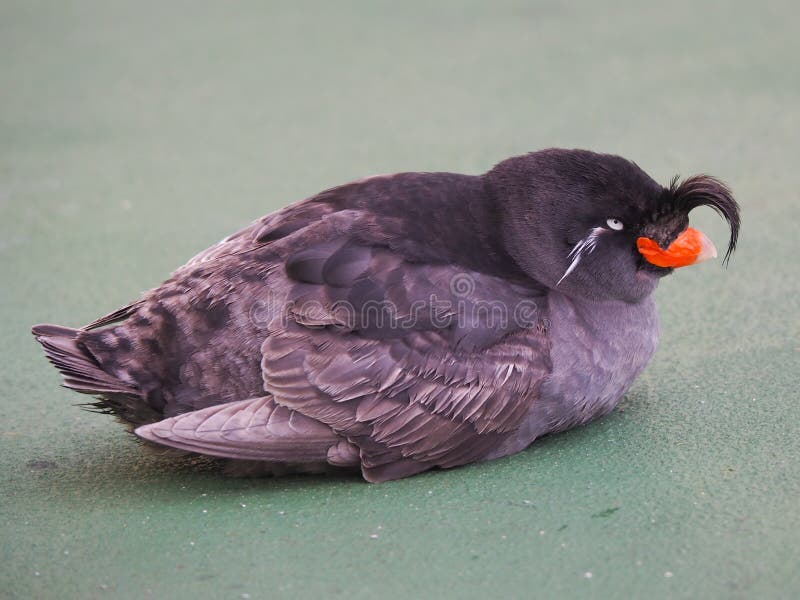 Crested Auklet, Aethia Cristatella Closeup Stock Image - Image of beak ...