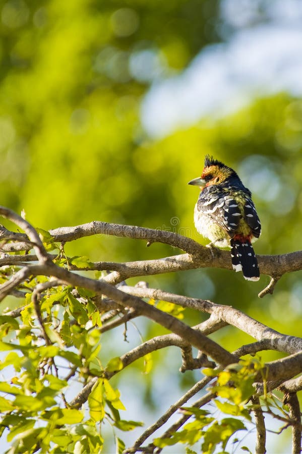 Crested Barbet. stock image. Image of noisy, common, crest - 50120129