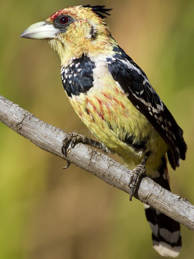 Crested Barbet stock photo. Image of crested, african - 21323972