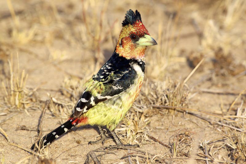 Crested Barbet. stock image. Image of noisy, common, crest - 50120129