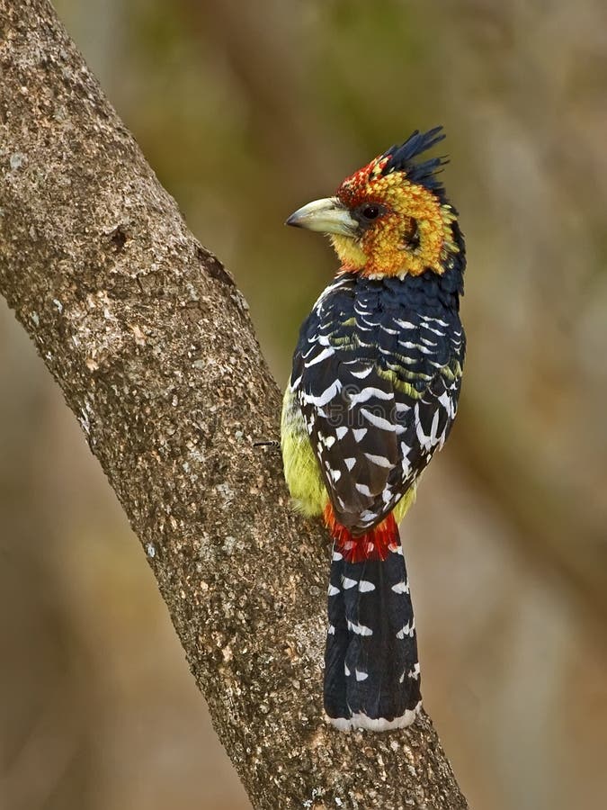 Crested Barbet. stock image. Image of noisy, common, crest - 50120129