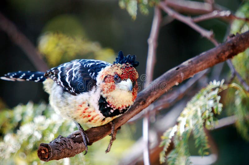 Crested Barbet. stock image. Image of noisy, common, crest - 50120129