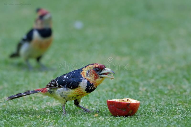 Crested Barbet Feeding Apple Garden Stock Photos - Free & Royalty-Free ...