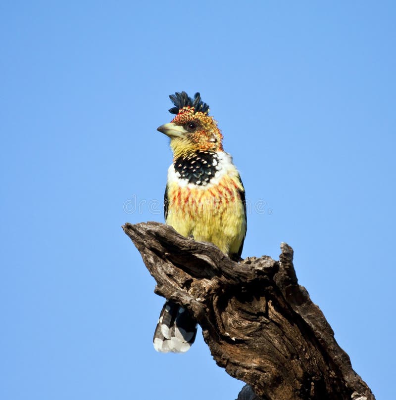 Crested Barbet. stock image. Image of noisy, common, crest - 50120129