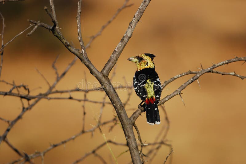 Crested Barbet. stock image. Image of noisy, common, crest - 50120129