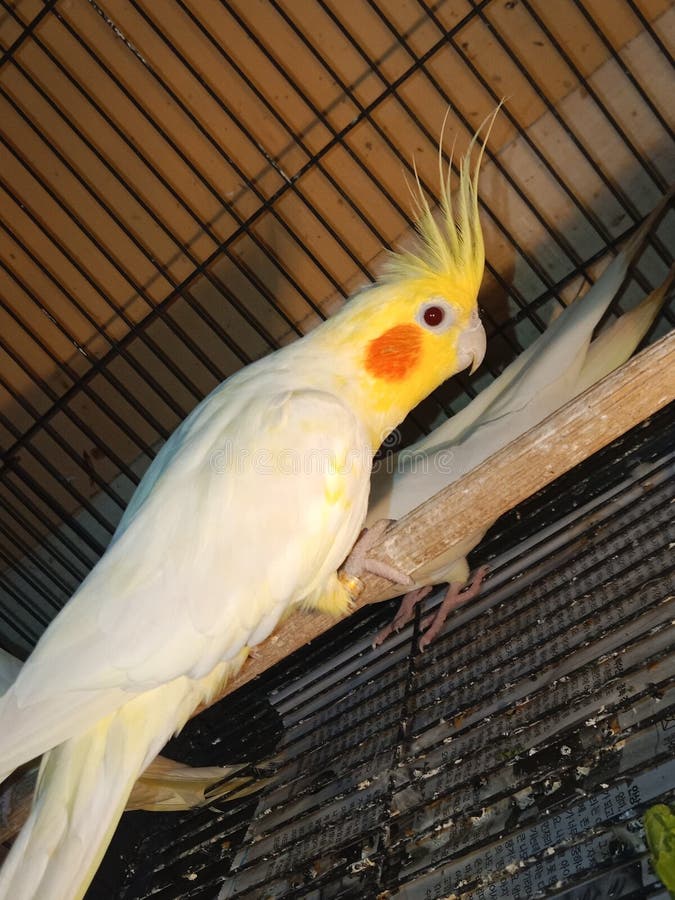 Crested Bird, & X28; the Beauty and Cute of Parrot Bird& X29; Stock ...