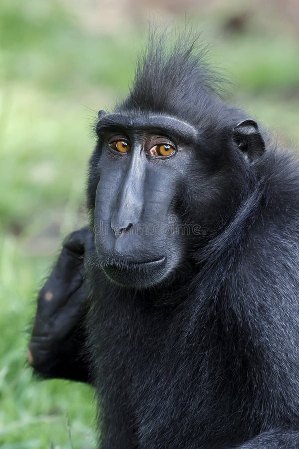 Crested Black Macaque Macaca Nigra Stock Photo - Image of nature ...