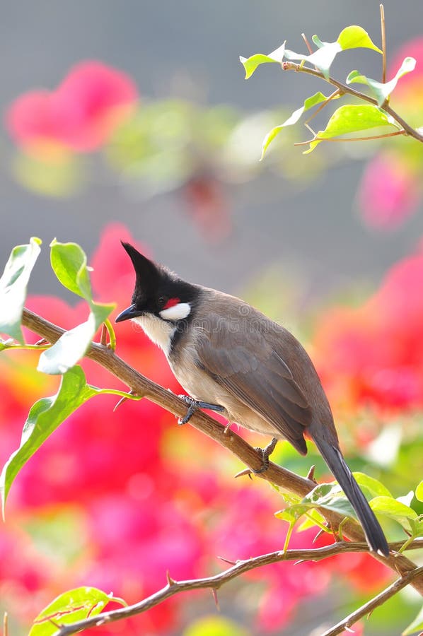 Crested Bulbul stock image. Image of tree, crested, flower - 17987143