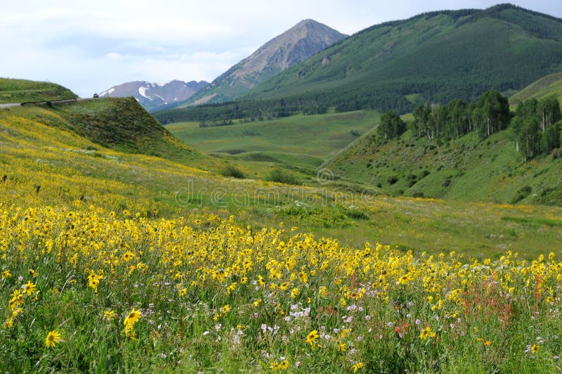 Colorado Meadow & Mountain Stock Image - Image of walk, landscape: 432703