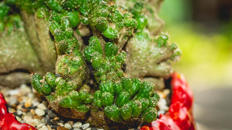 Crested cactus plant stock photo. Image of fresh, indoorplant - 225120270