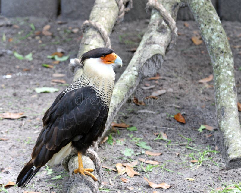 Crested Caracara stock photo. Image of portrait, hawk - 4852272