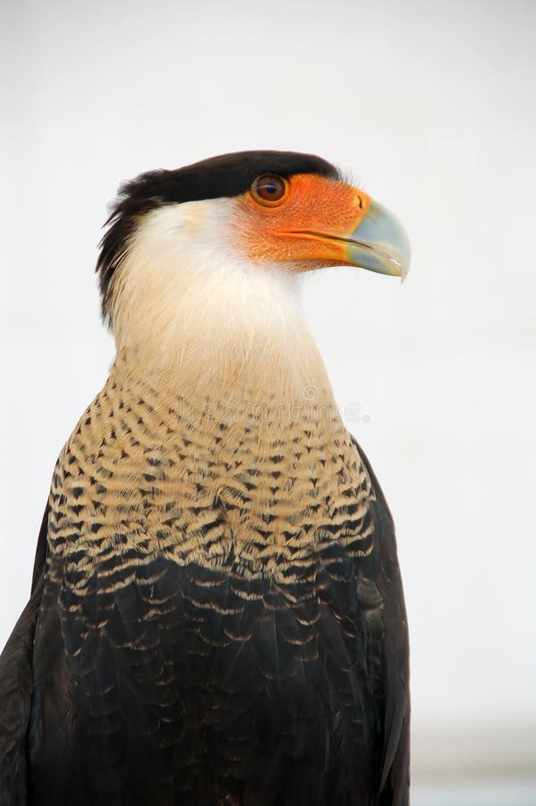Crested Caracara Exotic Falcon Stock Image - Image of plancus, white ...