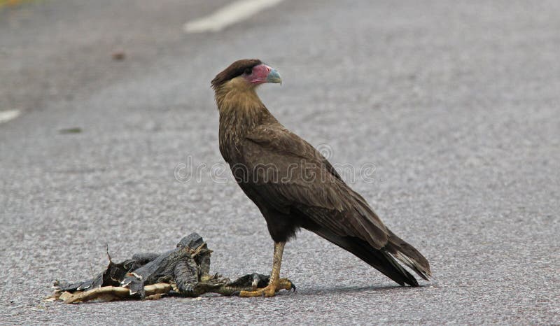 626 Roadkill Stock Photos - Free & Royalty-Free Stock Photos from ...