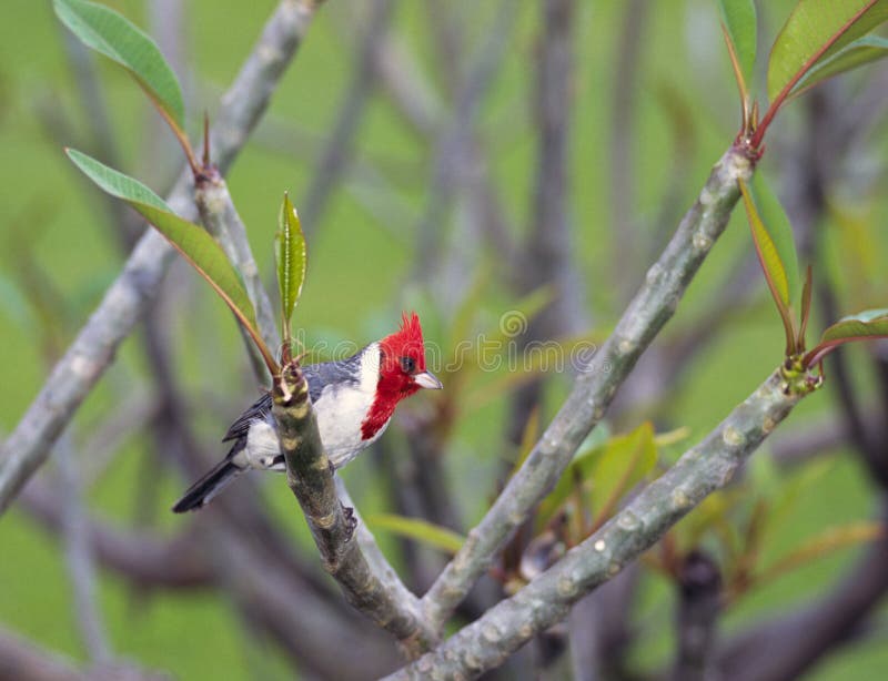 Red-Crested Cardinal in Oahu, Hawaii Stock Photo - Image of coronata ...