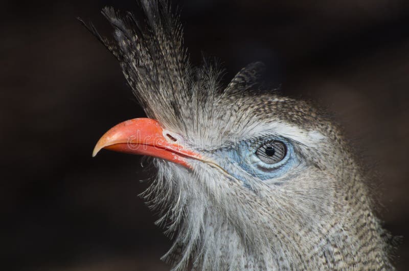 Crested cariama stock photo. Image of feathers, cariama - 148014286
