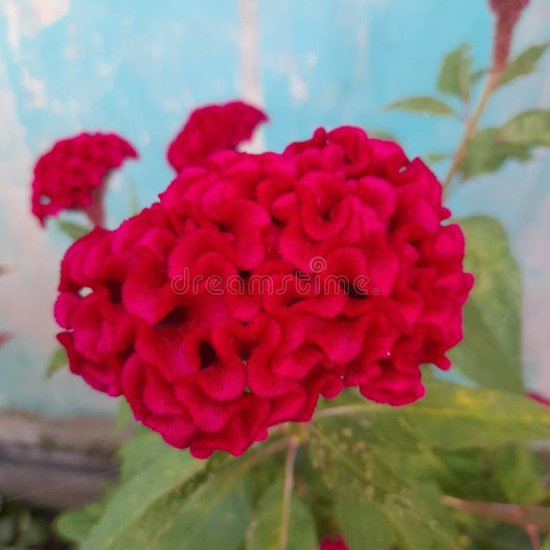 Crested Cockscomb stock image. Image of cristata, cockscomb - 247986053