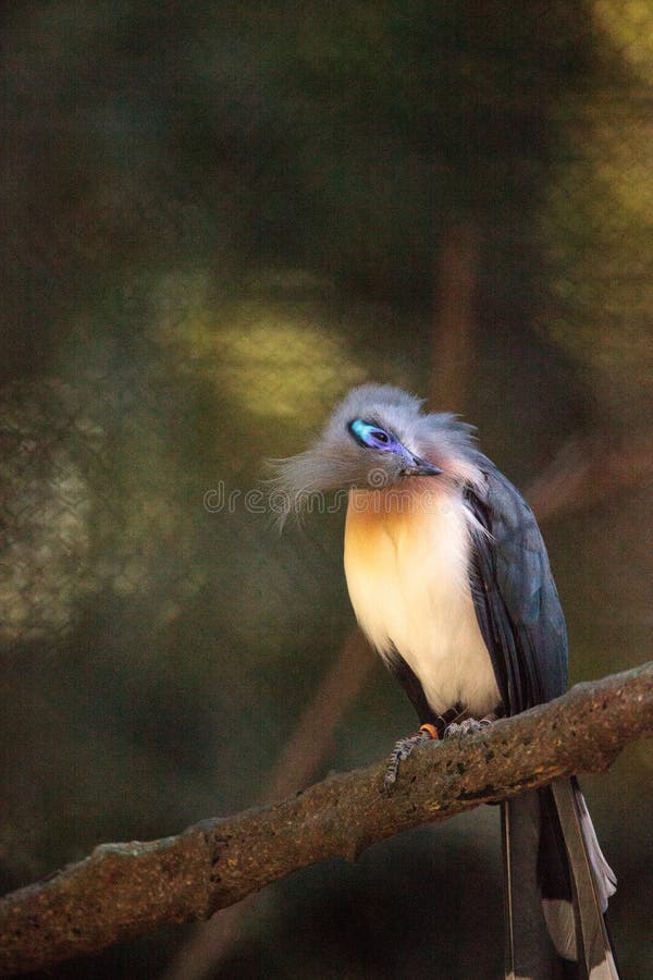 Blue Coua, Coua Coerulea, Rare Grey And Blue Bird With Crest, In Nature ...