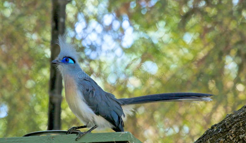 Crested Coua Bird stock photo. Image of trees, wildlife - 71006836