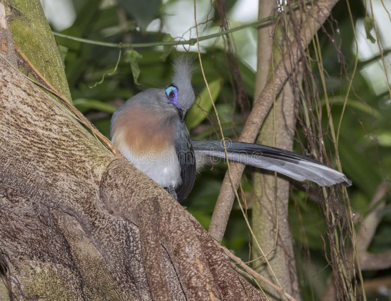 Crested Coua Perched on the Tree Stock Photo - Image of staring ...