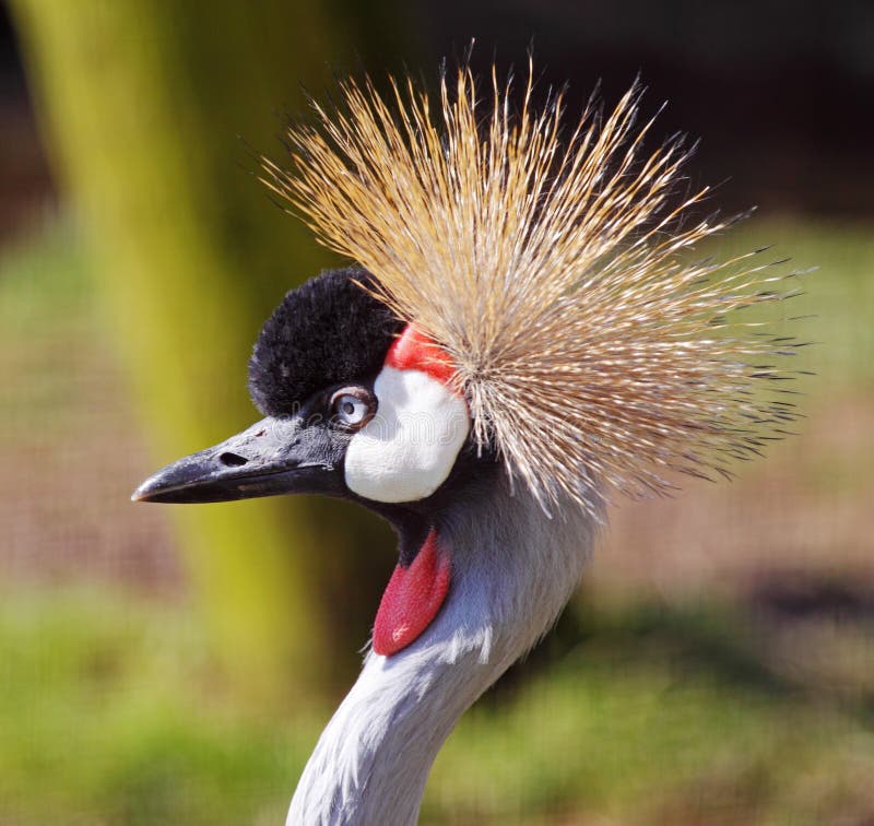 Crested Crane stock photo. Image of feathers, crest, beak - 13331914