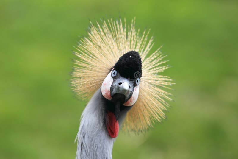 Crested crane stock image. Image of nature, crested, crest - 24411891