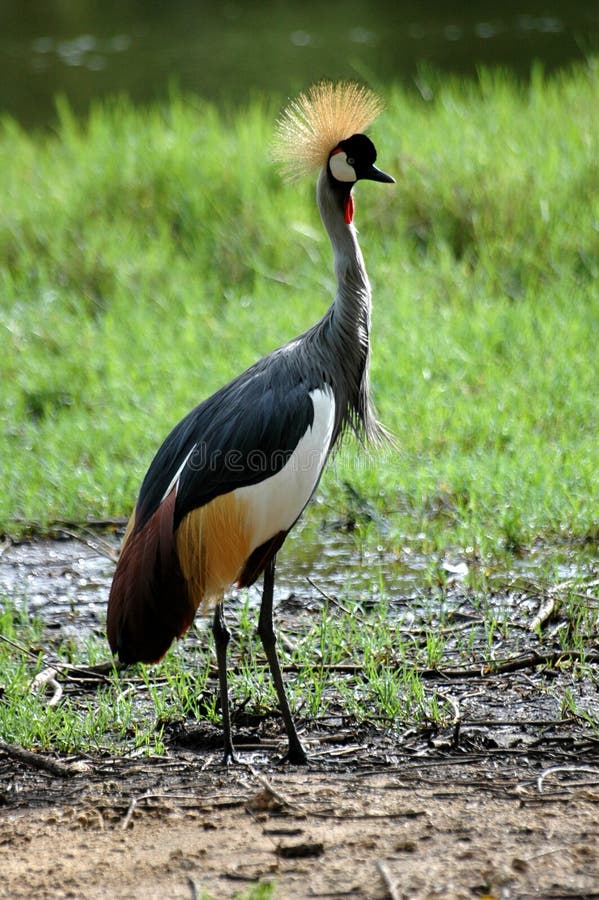 Crested crane stock photo. Image of full, profile, background - 4076324