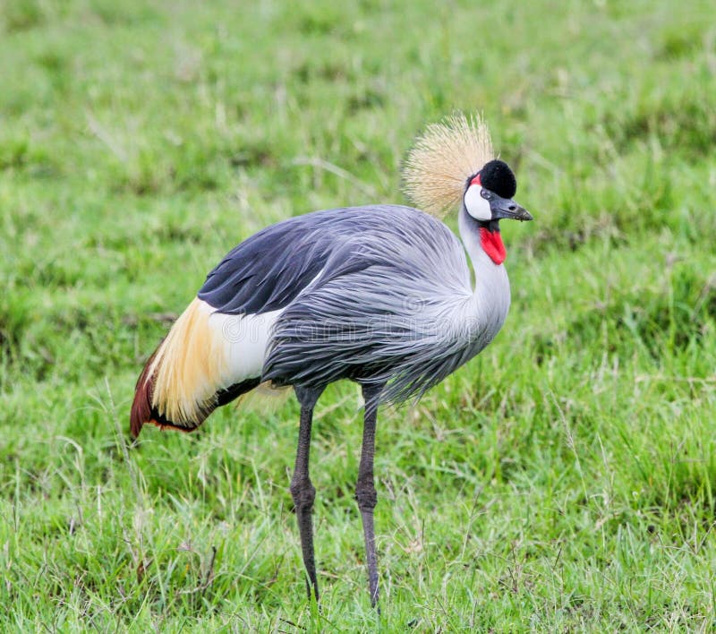 Crested crane stock image. Image of crane, bright, alert - 553309