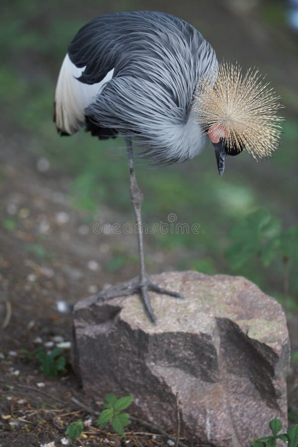 Crested Crown with Yellow Tuft Stock Image - Image of farm, amazing ...