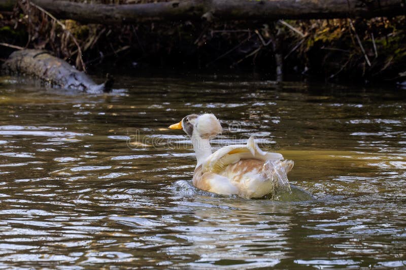 Crested duck. stock image. Image of undefined, farm - 377021635