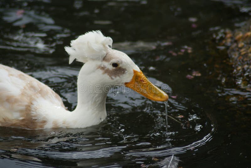 Crested Duck stock image. Image of duck, birds, bill - 274369791