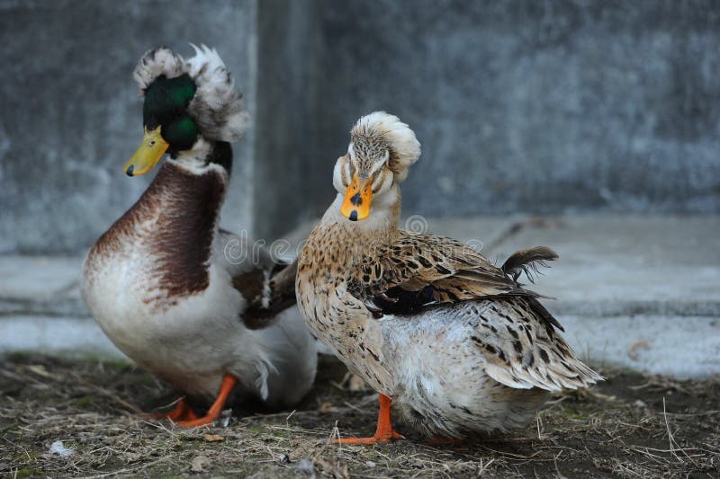 Crested duck stock photo. Image of crested, outdoors - 46953962
