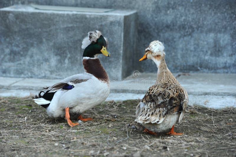 Crested duck stock photo. Image of nature, farmyard, pekin - 46954010