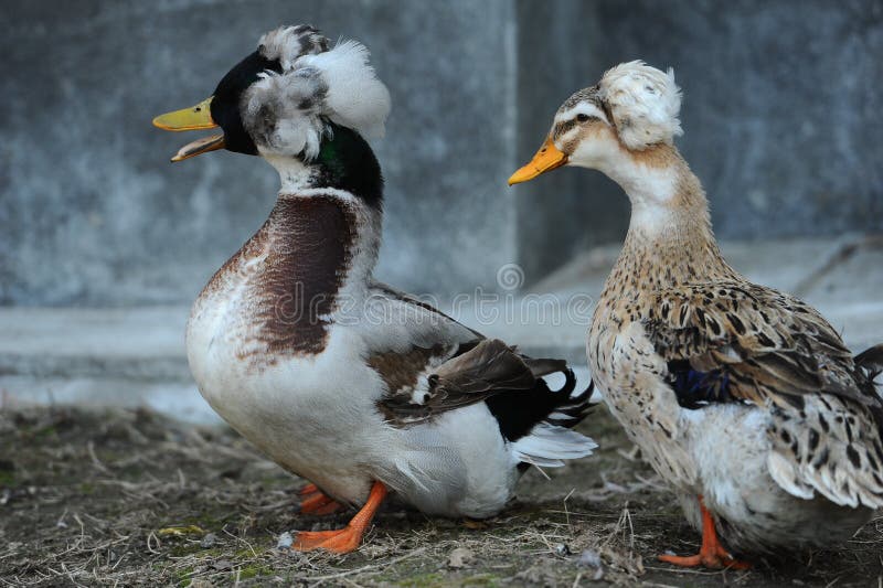 Crested duck stock image. Image of crest, outdoors, nature - 46954765