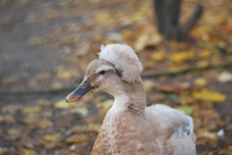 Crested duck stock photo. Image of farmyard, landente - 264195522