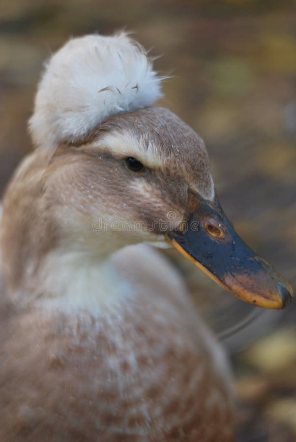 Crested duck stock photo. Image of farmyard, close, closeup - 264195570