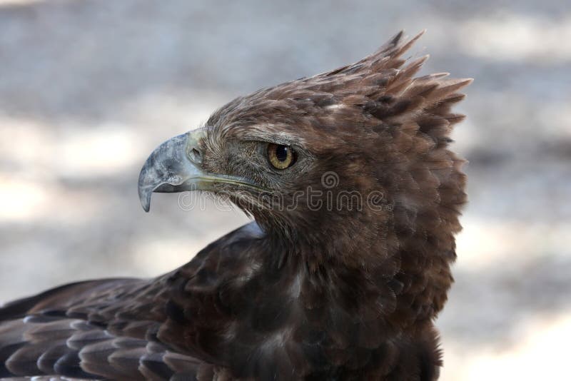 Crested Eagle stock photo. Image of nature, raptor, stare - 12928646