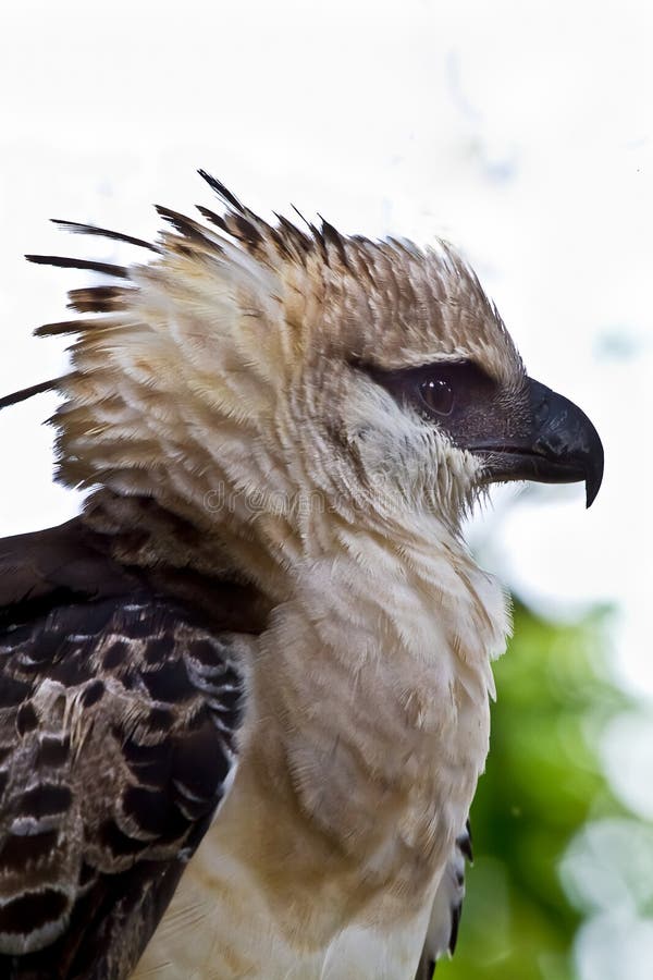 Crested Eagle stock photo. Image of peru, amazon, hawk - 20870706