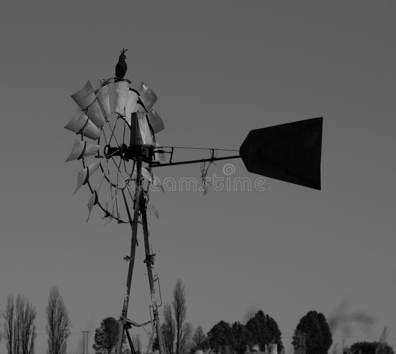 Crested eagle on wind pump stock photo. Image of wind - 190755312