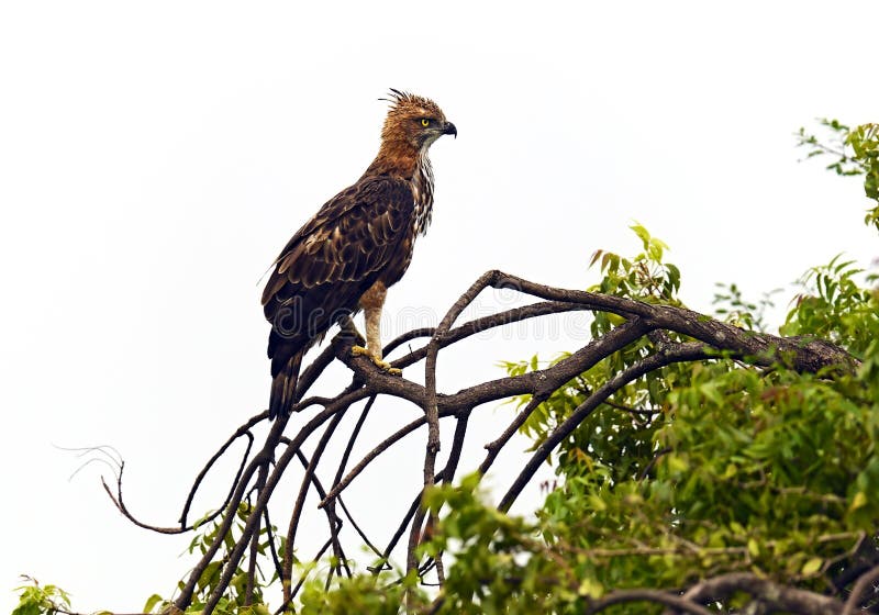 Crested Falcon stock photo. Image of tropical, park, parks - 47595386