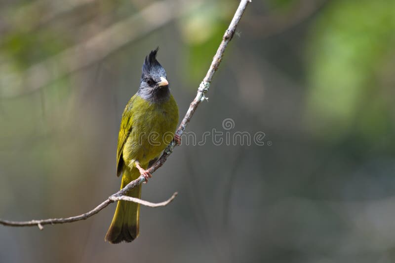 Crested finchbill bird stock photo. Image of seed, animal - 233652724