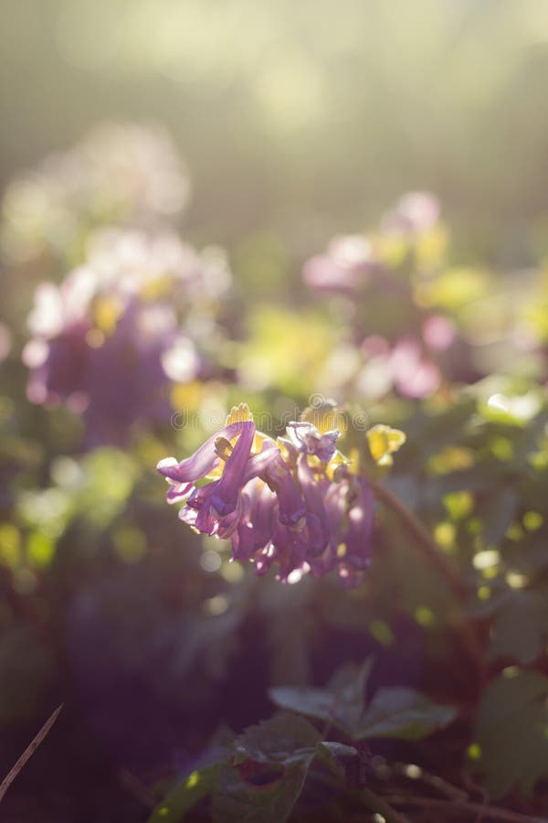 Crested Flowers in the Morning Spring Sun on the Background of Garden ...