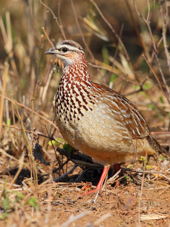 Crested Francolin stock image. Image of habitat, game - 11288397