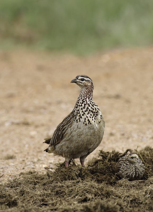 Crested Francolin stock image. Image of habitat, game - 11288397