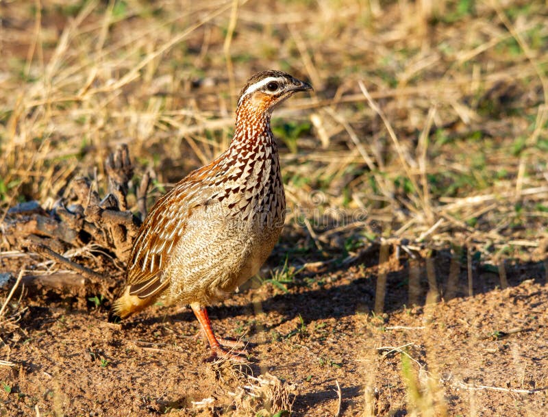 Crested Francolin Isolated in the Wild Stock Image - Image of birding ...