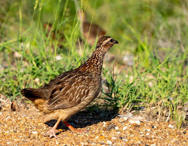 Crested Francolin Photographed in the Wild. Stock Image - Image of ...