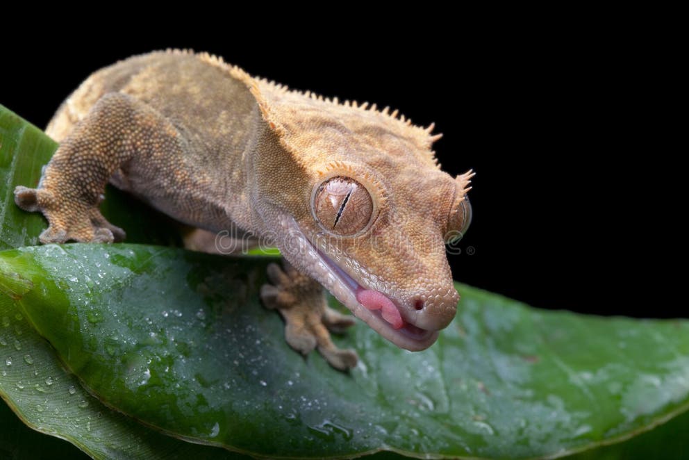 Crested Gecko stock image. Image of predator, creature - 14789411