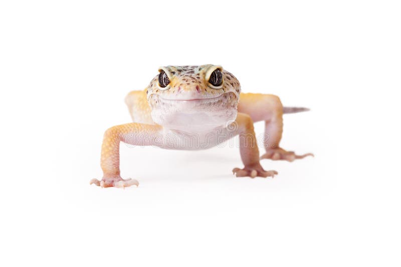 Forward Facing Lizard Stock Photos - Free & Royalty-Free Stock Photos ...
