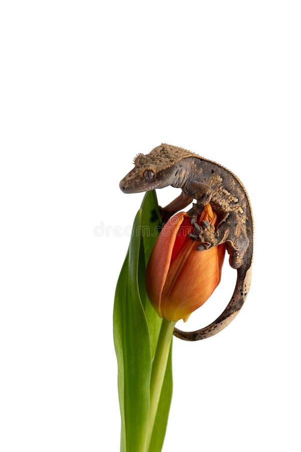 Crested Gecko on a Flower Isolated on White Background Stock Image ...