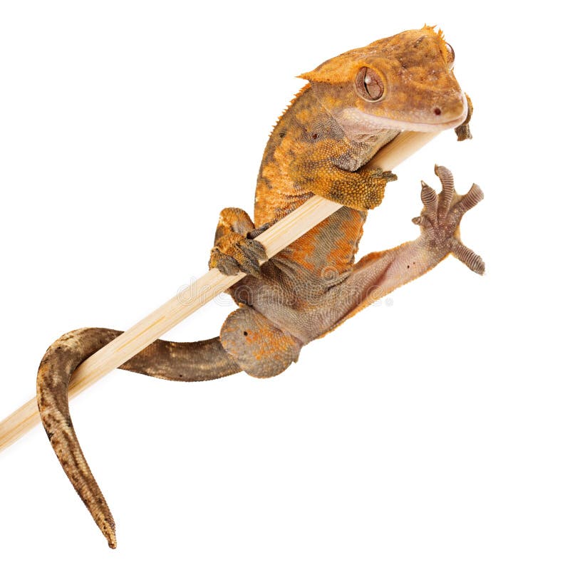 Crested Gecko Holding Onto a Stick Stock Image - Image of eyelash ...