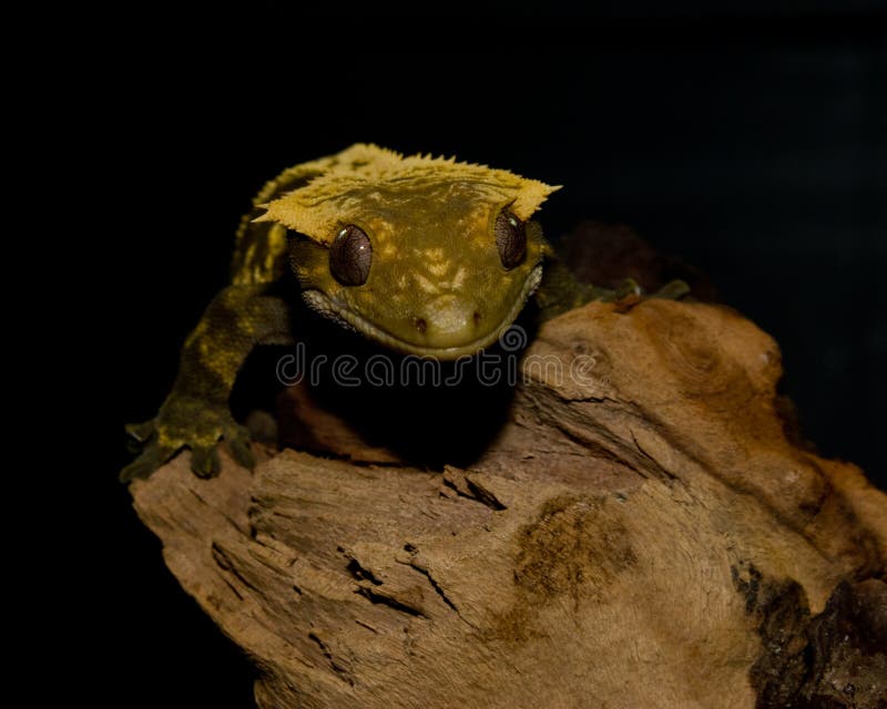 Crested Gecko is Perched on Top of a Log Stock Image - Image of lizzard ...